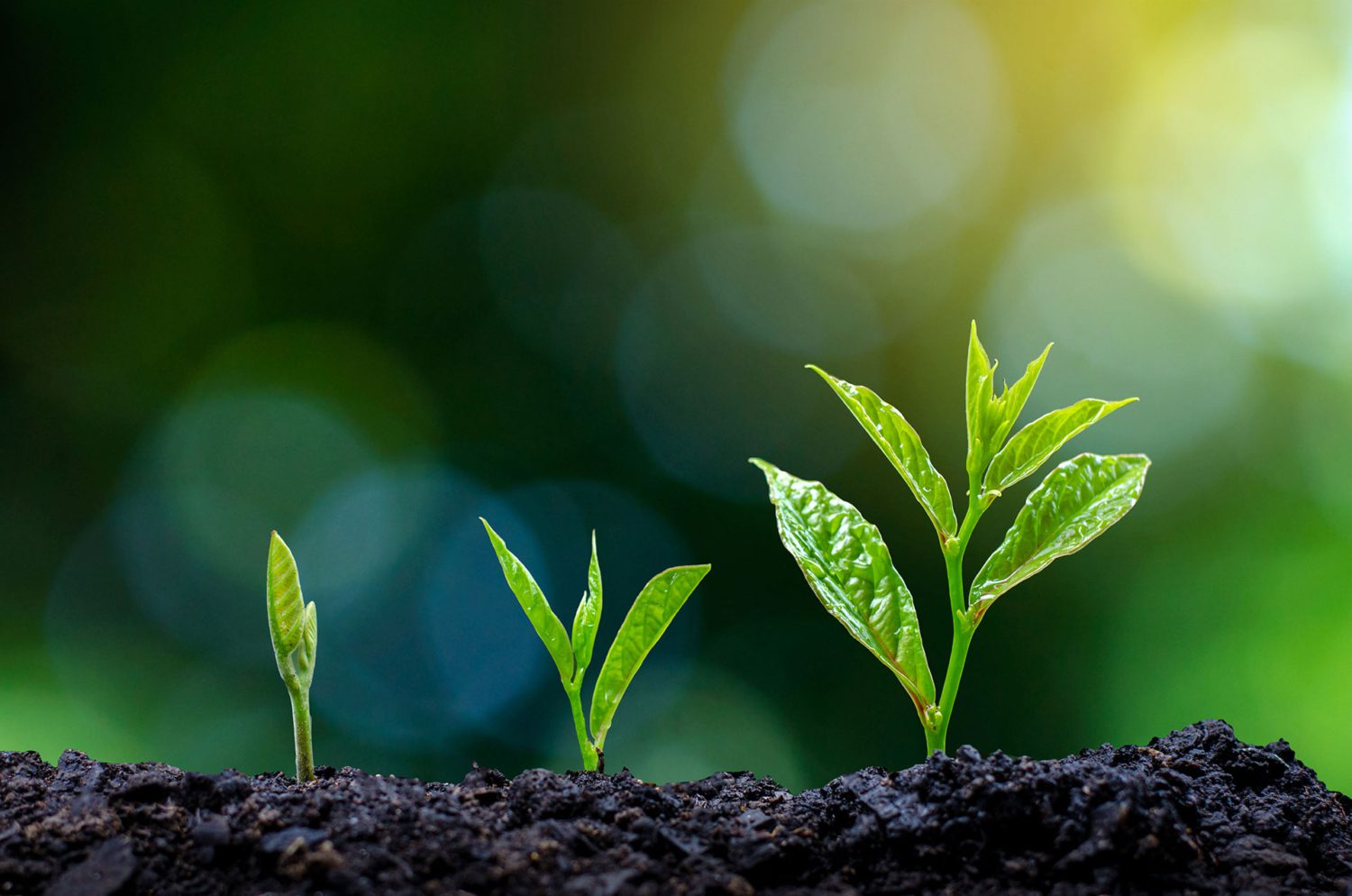 How To Grow Your Company Into An Emerging Growth Company RoseRyan how-to-grow-your-company-into-an-emerging-growth-company-roseryan
