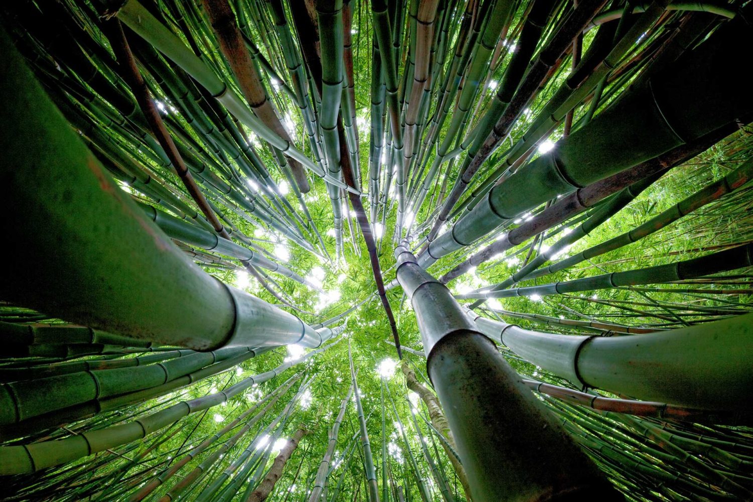 Managing Rapid Growth What Your Emerging Growth Company Needs Now Managing Rapid Growth What Your Emerging Growth Company Needs Now
